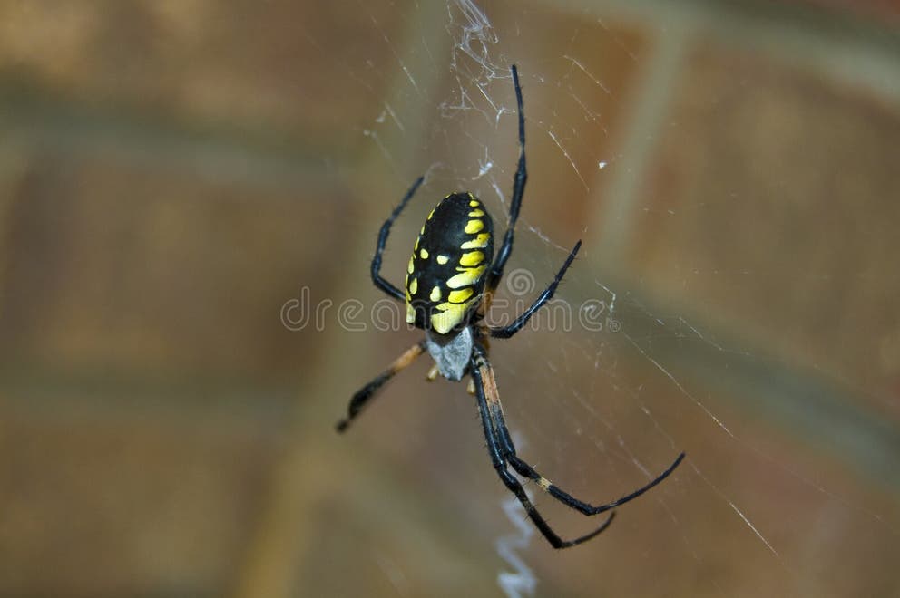 Writing spider stock image. Image of webbing, garden, predator - 6328277