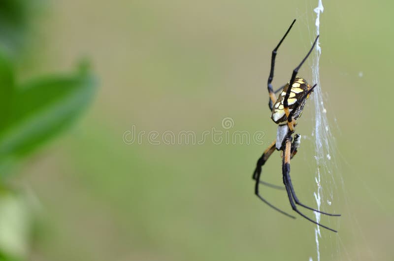 Writing Spider Weaves a Web Stock Photo - Image of weaver, black: 11375210