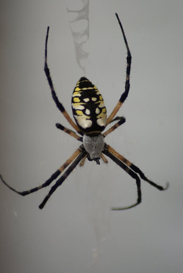 Writing Spider stock photo. Image of fangs, mckinley - 276377864