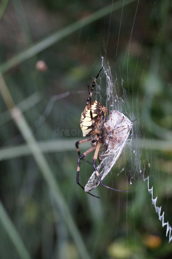 Writing Spider stock image. Image of insect, writing - 276378121