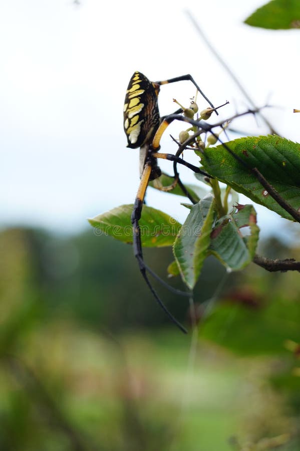 Writing Spider stock image. Image of insect, zipper - 276378129