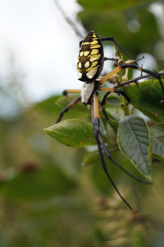 Writing Spider stock photo. Image of garden, golden - 276378144