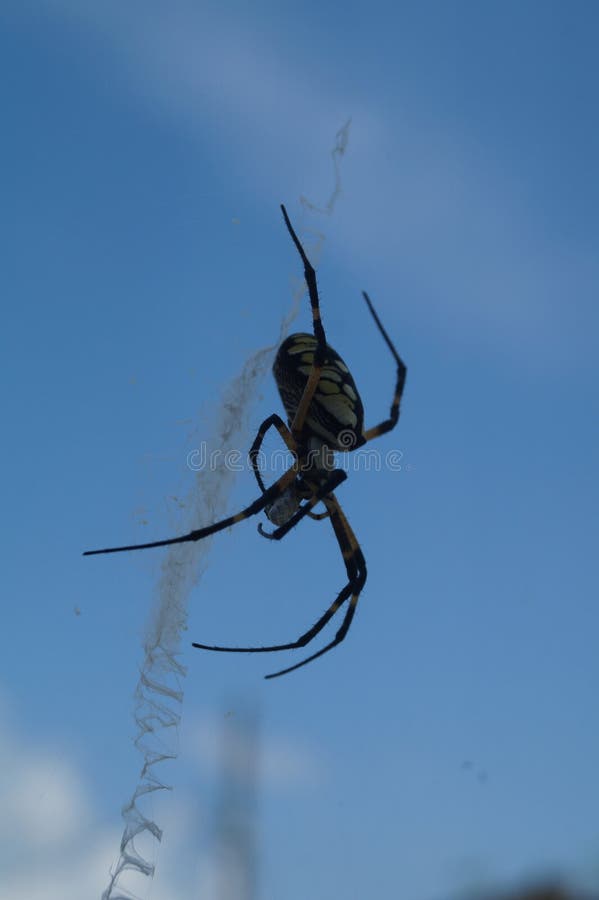 Writing Spider stock photo. Image of yellow, fangs, zipper - 276378206