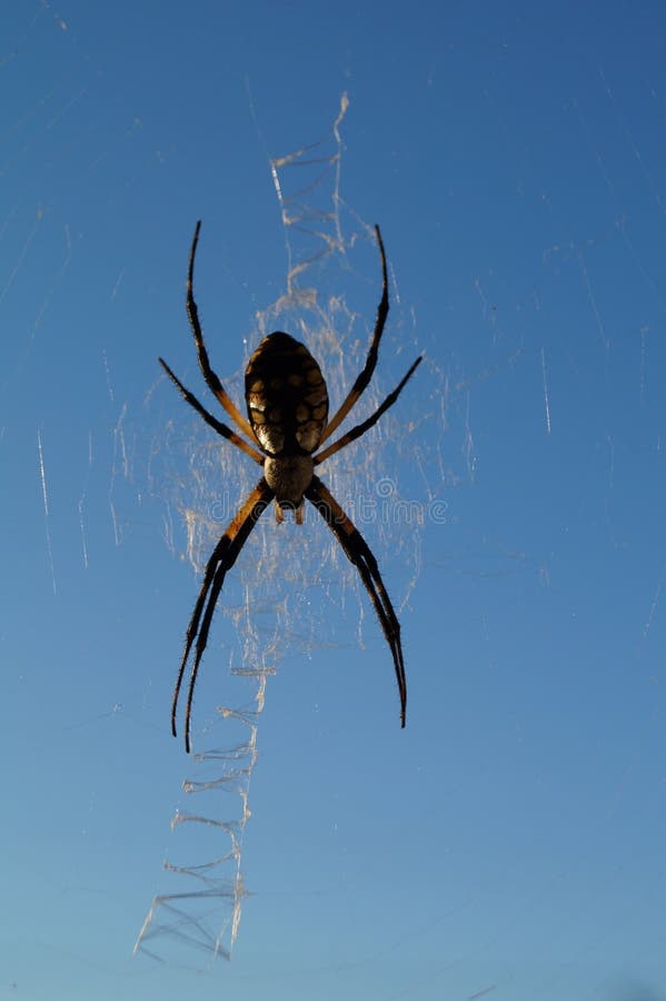 Writing Spider stock image. Image of aurantia, garden - 276378213