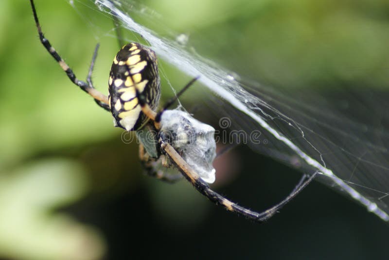 Writing Spider stock image. Image of abdomen, mckinley - 276377801