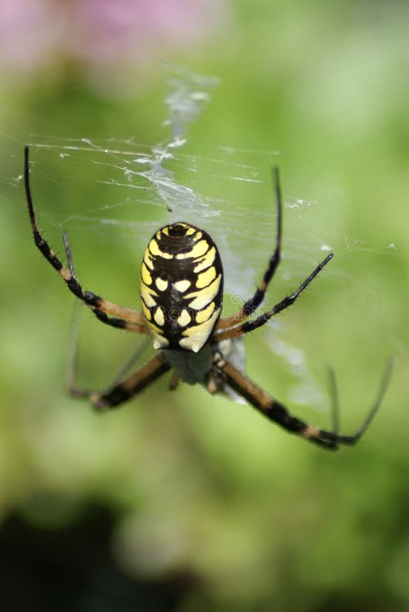 Writing Spider stock image. Image of argiope, steeler - 276377805