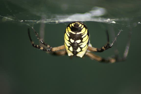 Writing Spider stock photo. Image of writing, common - 276377834