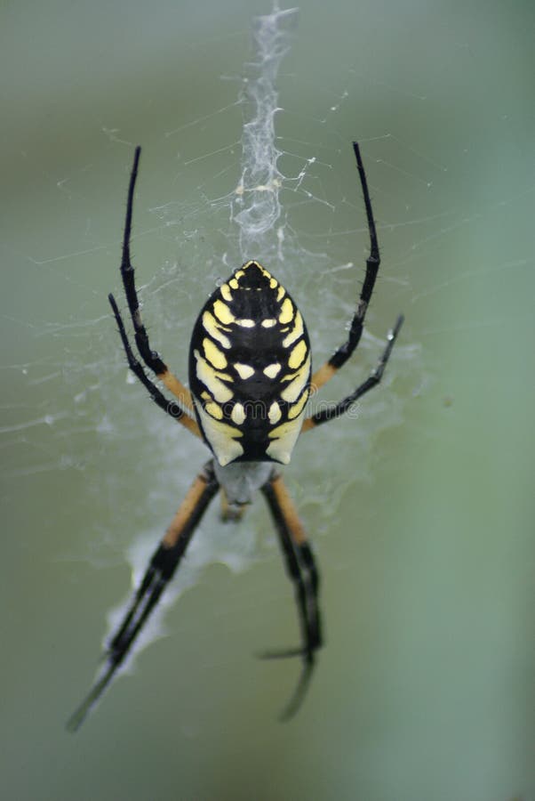 Writing Spider stock image. Image of hanging, yellow - 276377889