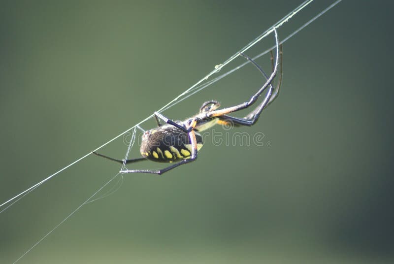 Writing Spider stock photo. Image of fangs, black, common - 276377908