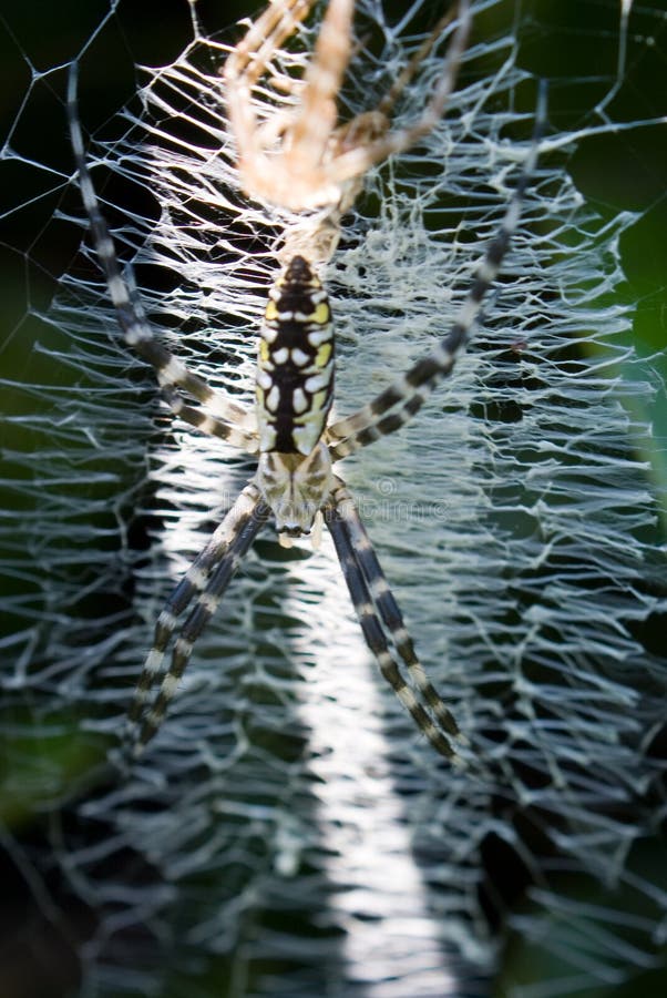 Writing Spider stock image. Image of writing, aurantia - 276377913