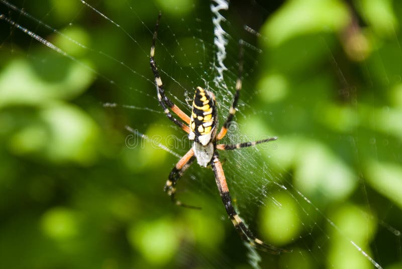Writing Spider stock photo. Image of garden, zigzag - 276377922