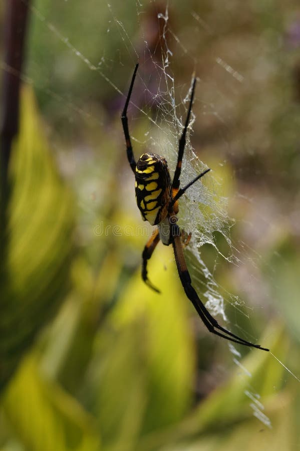 Writing Spider stock image. Image of spider, abdomen - 276378069
