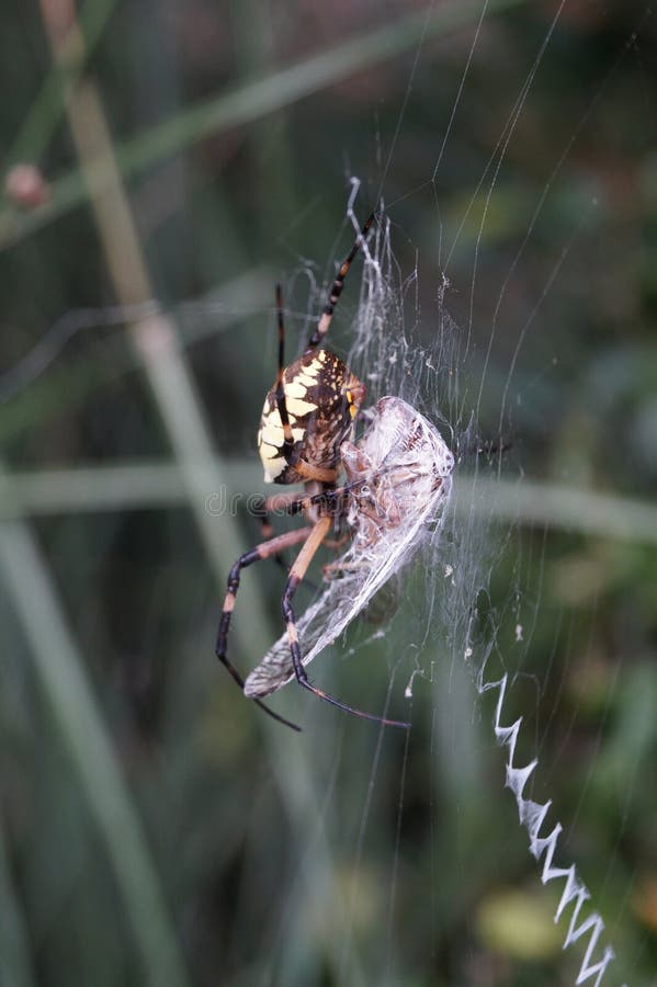 Writing Spider stock photo. Image of common, fangs, zigzag - 276378108
