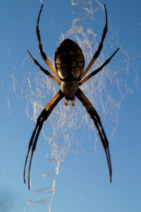 Writing Spider stock photo. Image of steeler, golden - 276378346