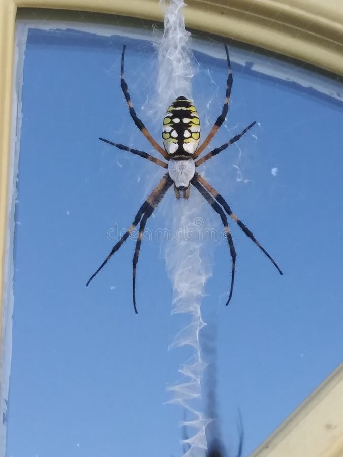 Writing Spider stock photo. Image of argiope, aurantia - 276386048