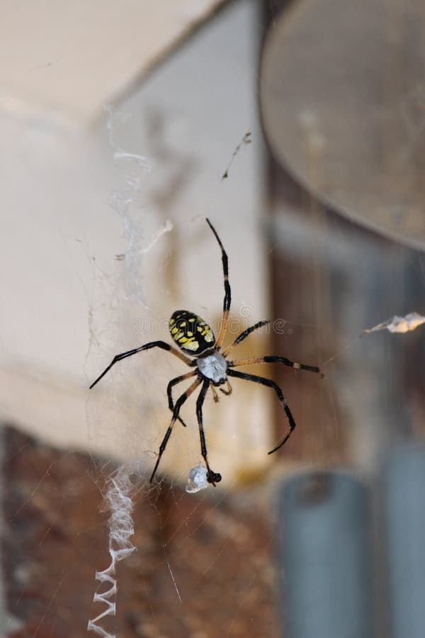 576 Writing Spider Stock Photos - Free & Royalty-Free Stock Photos from ...