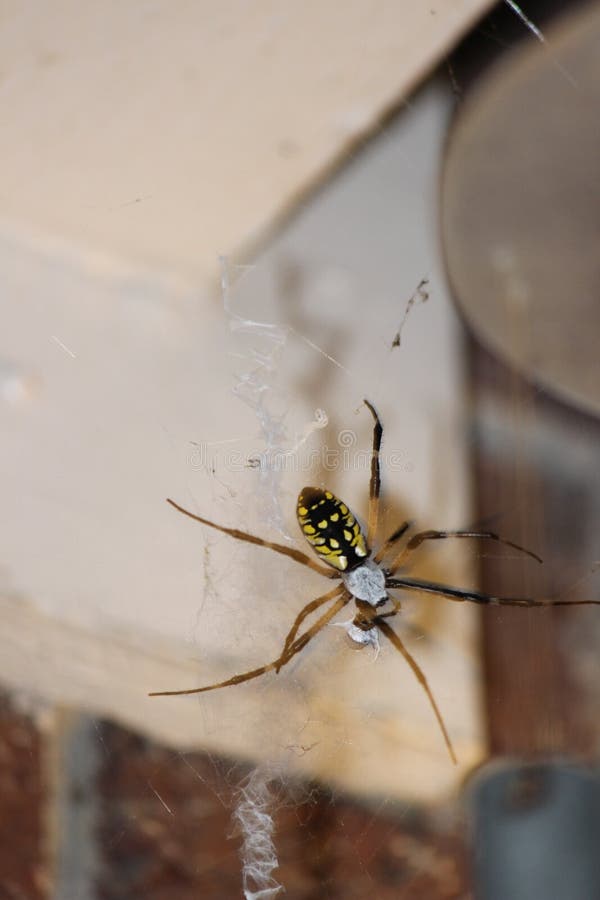 Writing Spider Web stock photo. Image of snare, design - 33928348