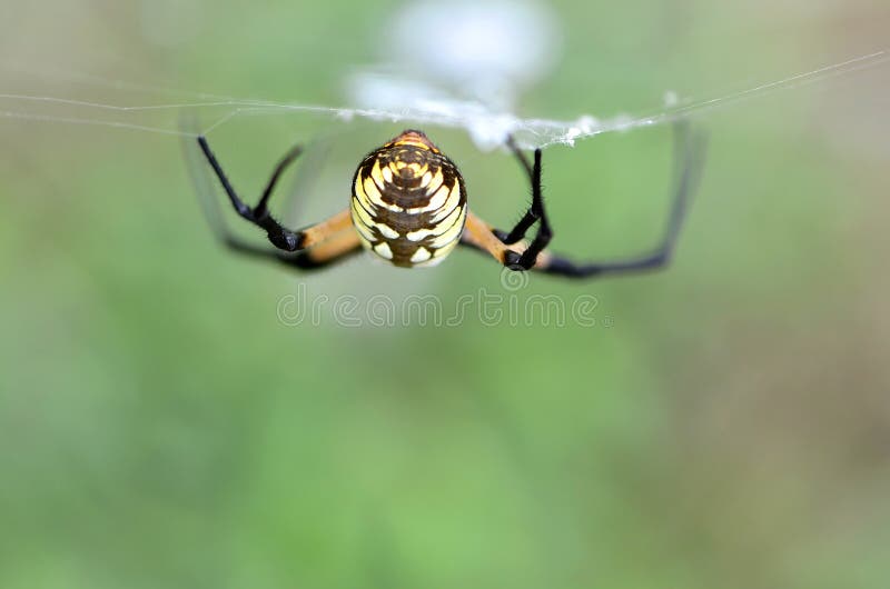 Writing Spider Weaves a Web Stock Photo - Image of weaver, black: 11375210
