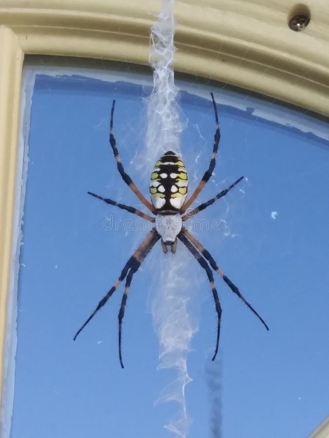 Writing Spider stock image. Image of hanging, abdomen - 276377773