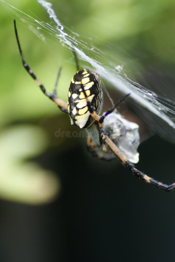 Writing Spider stock image. Image of black, hanging - 276377791
