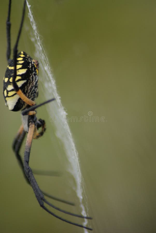 Writing Spider stock photo. Image of aurantia, common - 276377872