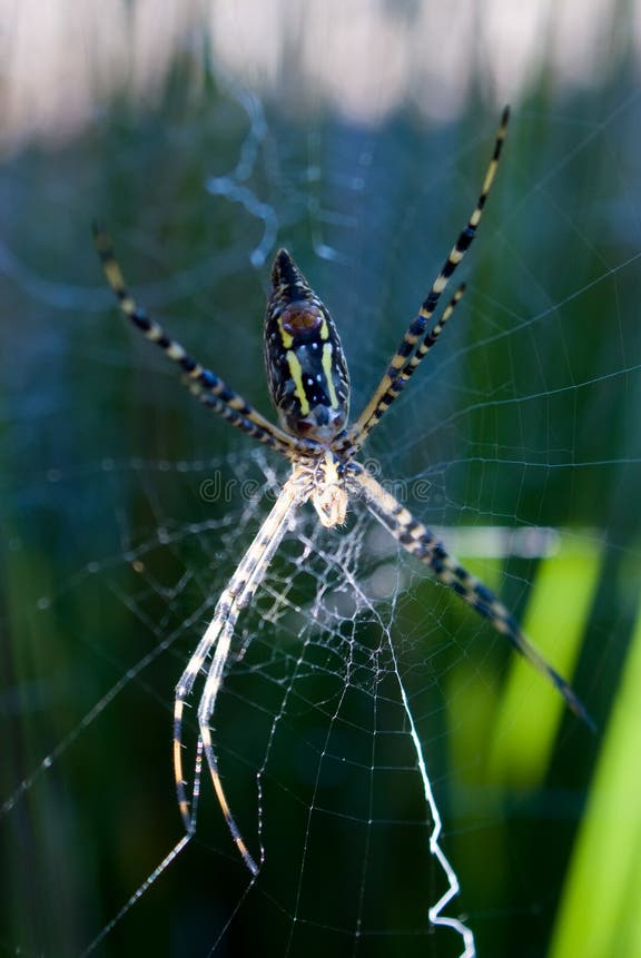 Writing Spider stock image. Image of zigzag, writing - 276377917