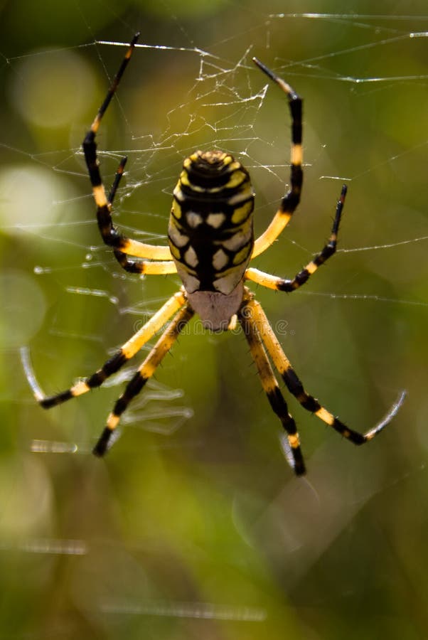 Writing Spider stock photo. Image of zipper, aurantia - 276377926