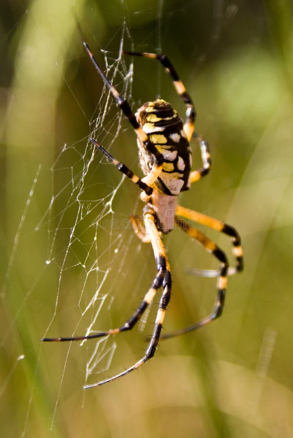 Writing Spider stock photo. Image of animal, aurantia - 276377930