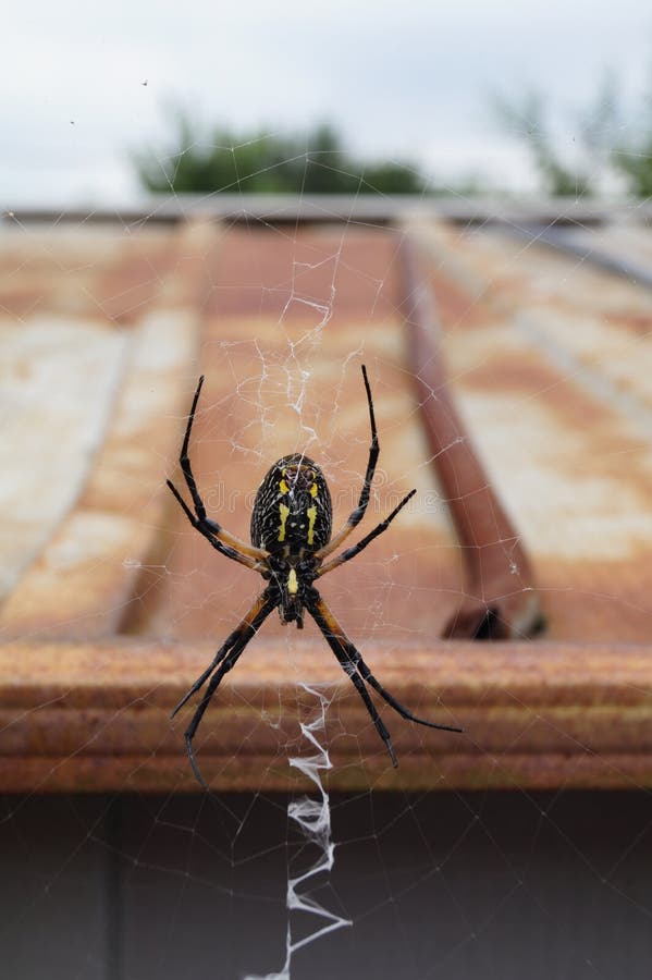 Writing Spider stock image. Image of mckinley, legs - 276378025
