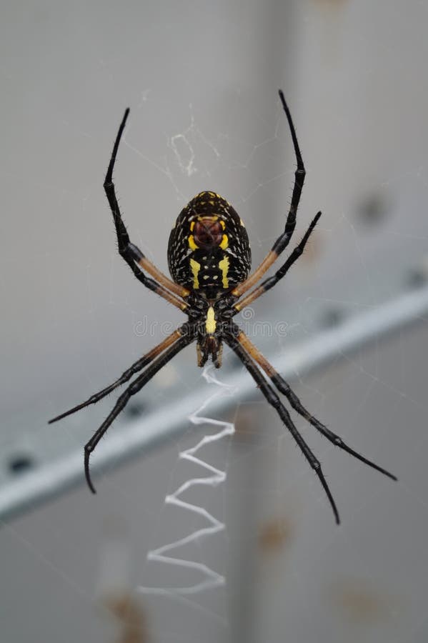 Writing Spider stock image. Image of zipper, golden - 276378035