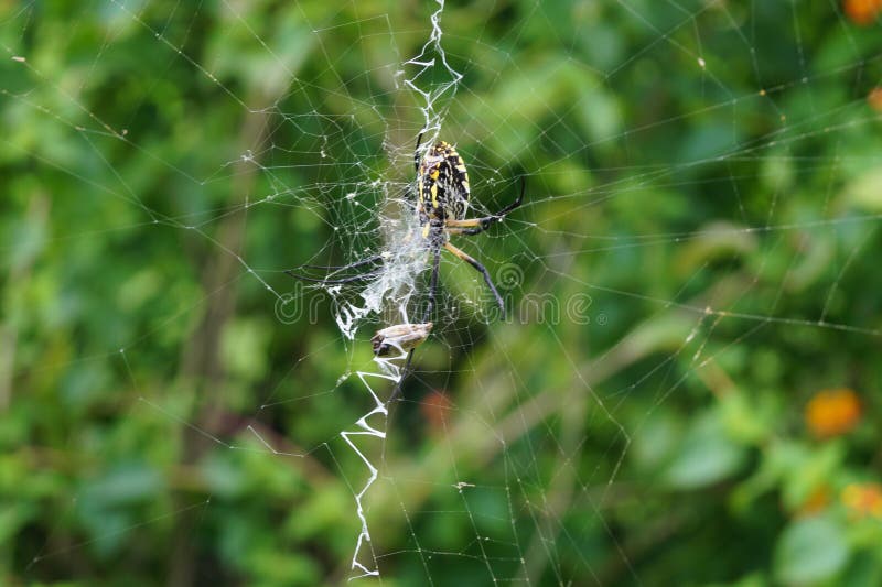 Writing Spider stock photo. Image of garden, common - 276378104