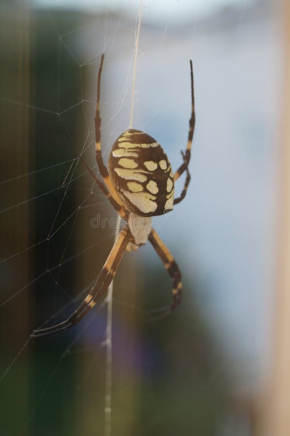 Writing Spider stock image. Image of aurantia, abdomen - 276378149