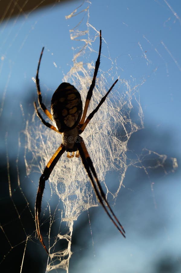 Writing Spider stock image. Image of animal, garden - 276378295