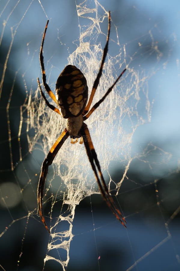 Writing Spider stock photo. Image of zipper, yellow - 276378330