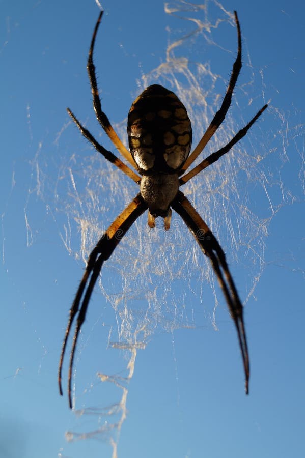 Writing Spider stock image. Image of zigzag, corn, spider - 276386041