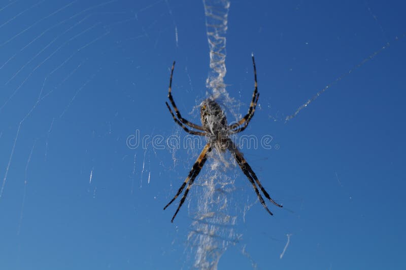 Writing Spider stock photo. Image of writing, spider - 276386046
