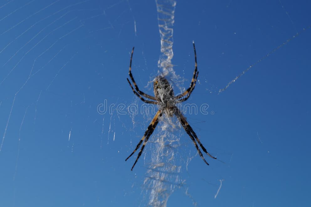 Writing Spider stock photo. Image of writing, spider - 276386046