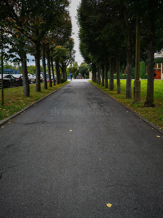 Small Path with Line of Trees on Both Sides Next To Centennial Hall ...