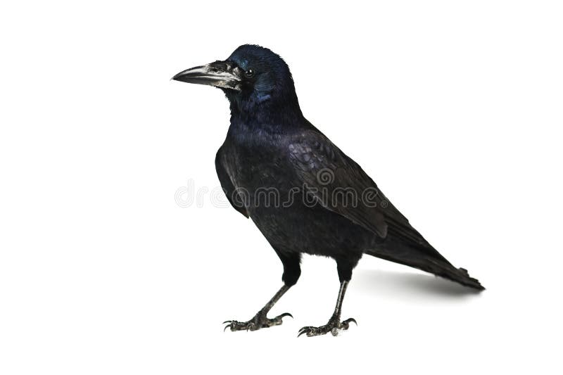 Wrona zdjęcie stock. Obraz złożonej z pazur, wrona, belfer - 27461760