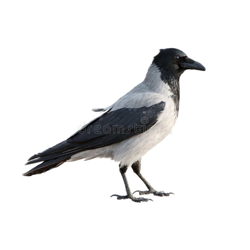 Wrona obraz stock. Obraz złożonej z kruk, samotnie, odosobniony - 27508275