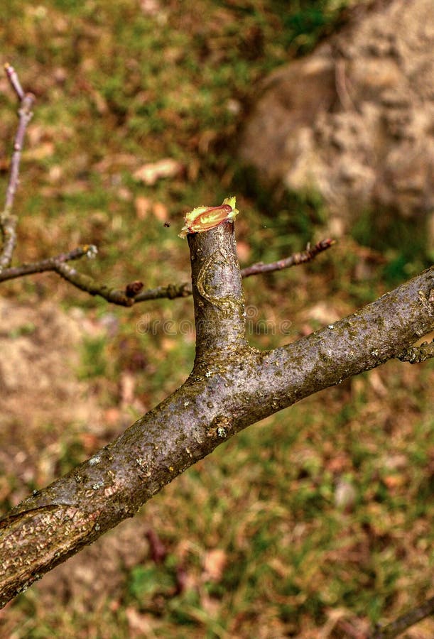 Improper Pruning of Trees Using Heading Cuts Stock Image - Image of ...