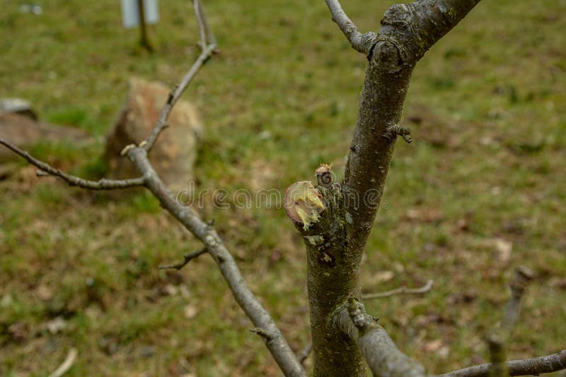 Improper Pruning of Trees Using Heading Cuts Stock Image - Image of ...