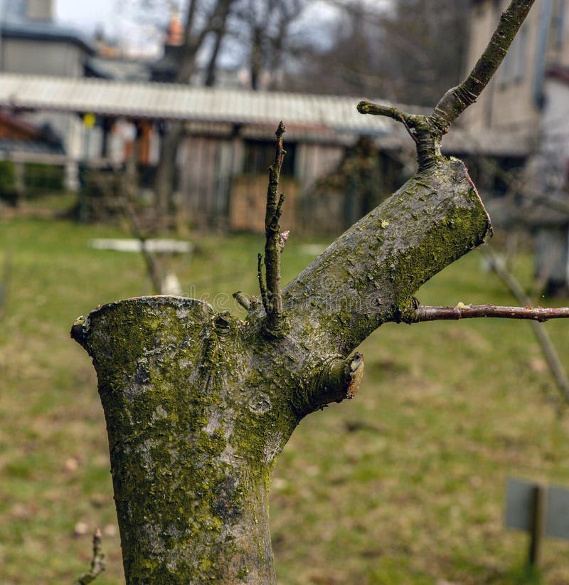 Improper Pruning of Trees Using Heading Cuts Stock Image - Image of ...