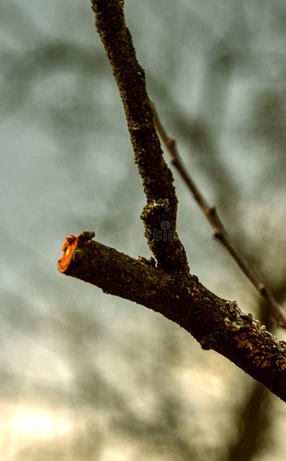 Improper Pruning of Trees Using Heading Cuts Stock Photo - Image of ...