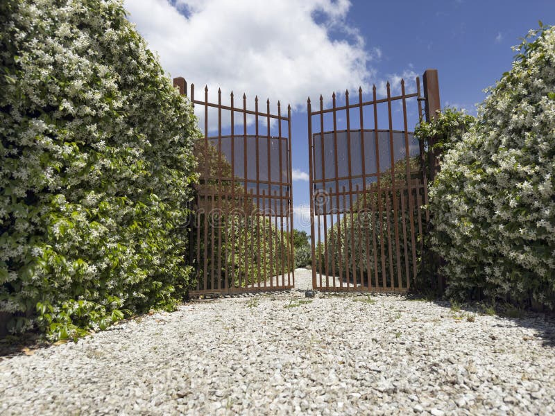 Wrought Iron Gate between Flowering Hedges of Jasmine Under a Clear Sky ...
