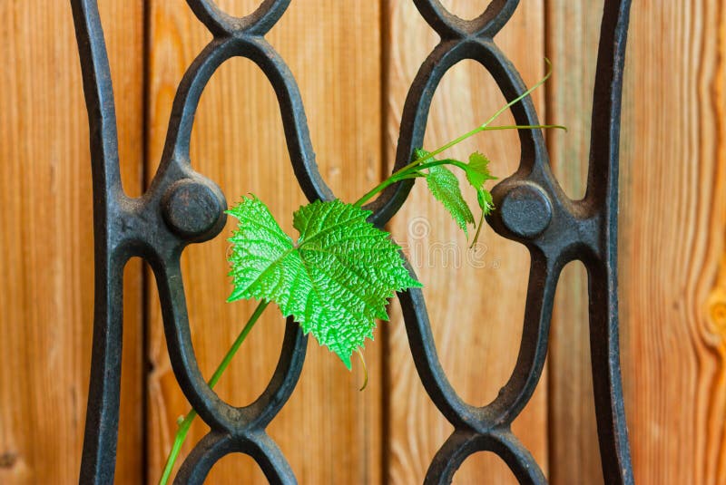 129 Wrought Iron Vines Stock Photos - Free & Royalty-Free Stock Photos ...