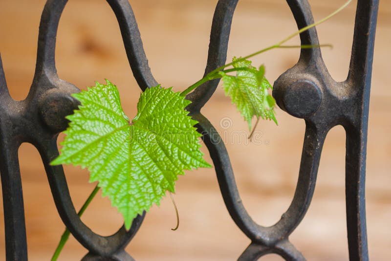 129 Wrought Iron Vines Stock Photos - Free & Royalty-Free Stock Photos ...