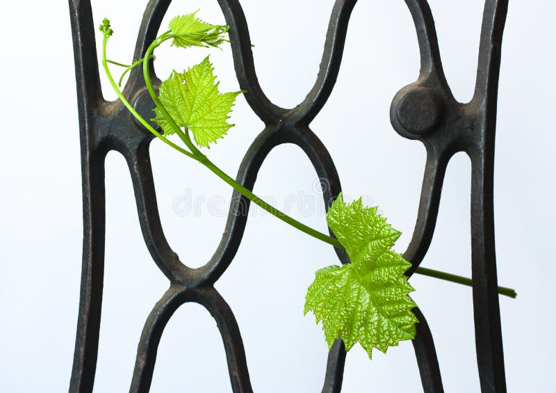 129 Wrought Iron Vines Stock Photos - Free & Royalty-Free Stock Photos ...