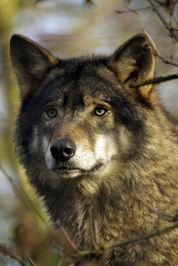 Wulf stock photo. Image of eyes, jaco, wulf, wildlife - 7561648