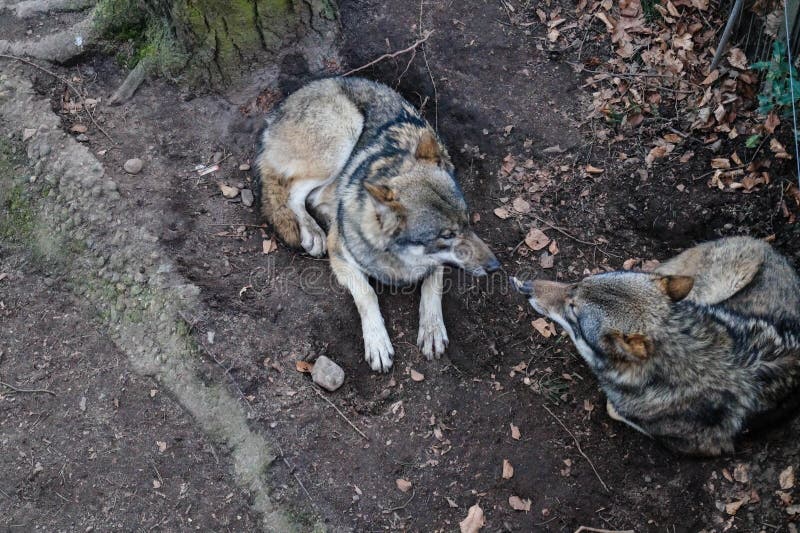 A wild wulf stock photo. Image of wolfdog, hamburg, wolve - 188217978